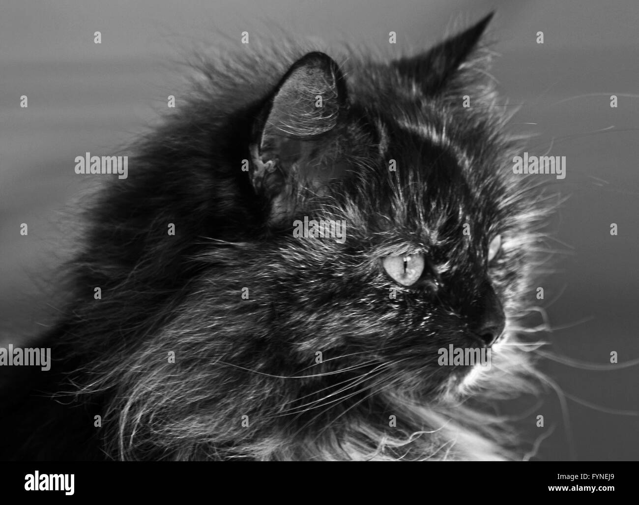 The Cat Watching and Waiting Stock Photo - Alamy