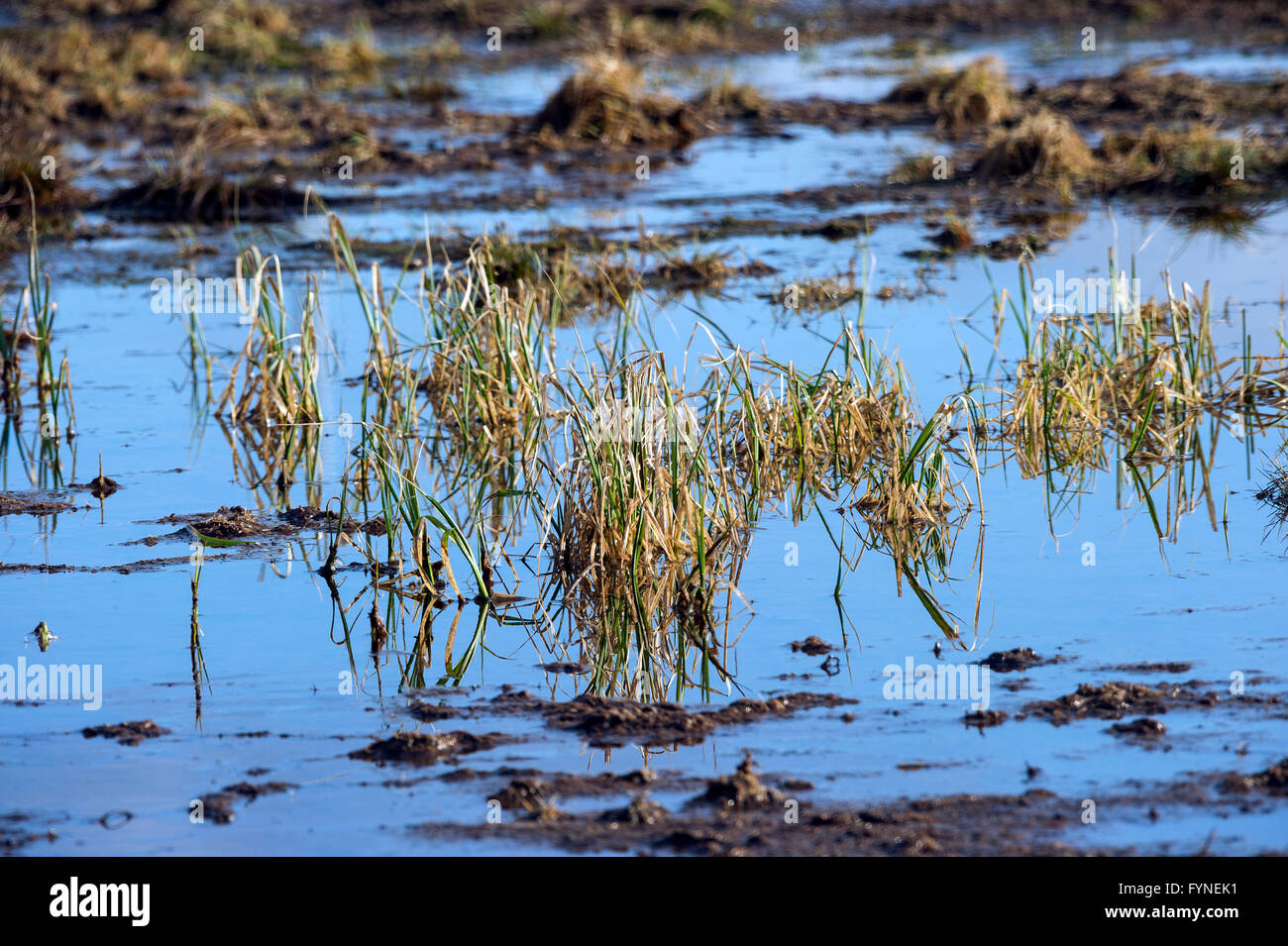 Ground thaw hi-res stock photography and images - Alamy
