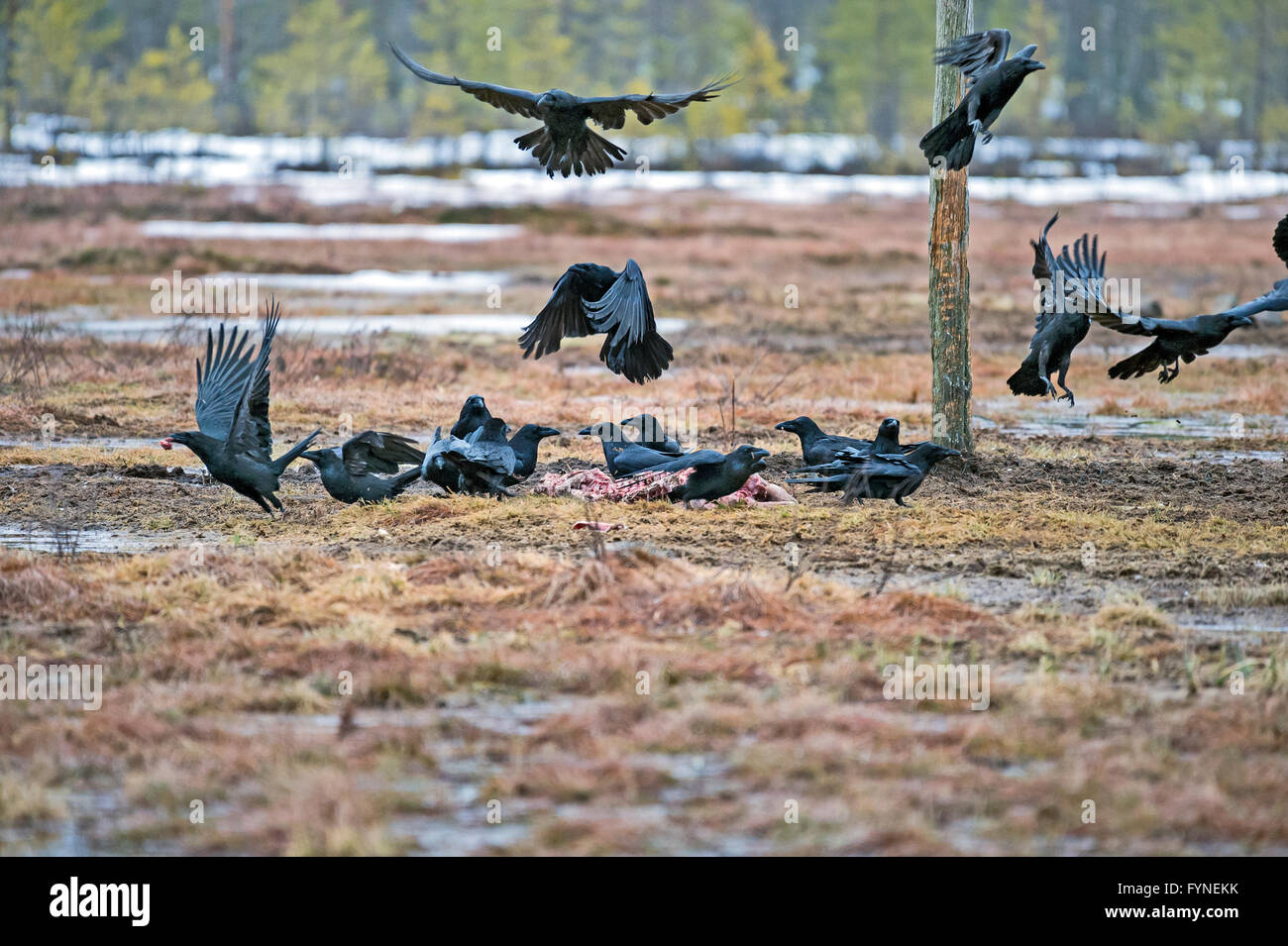 Ravens feeding hi-res stock photography and images - Alamy