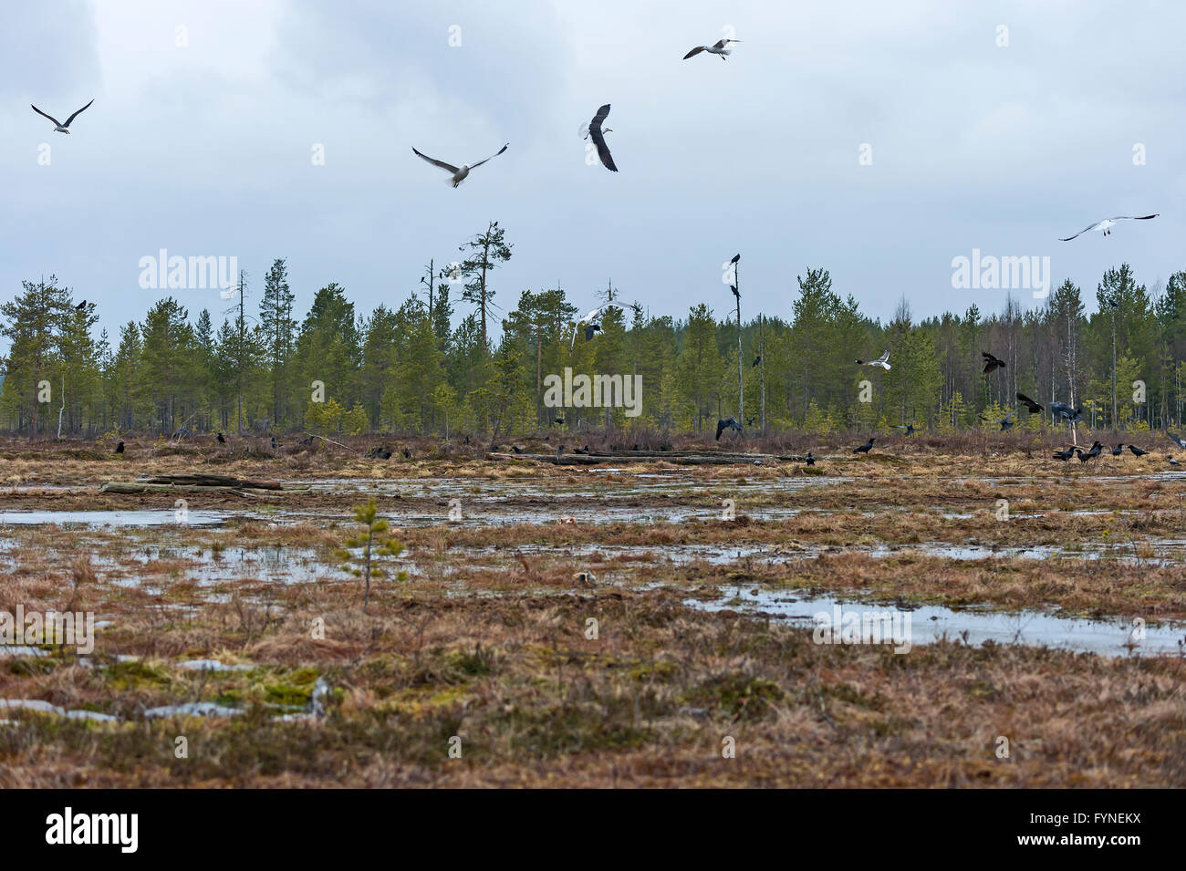 Taiga birds hi-res stock photography and images - Alamy