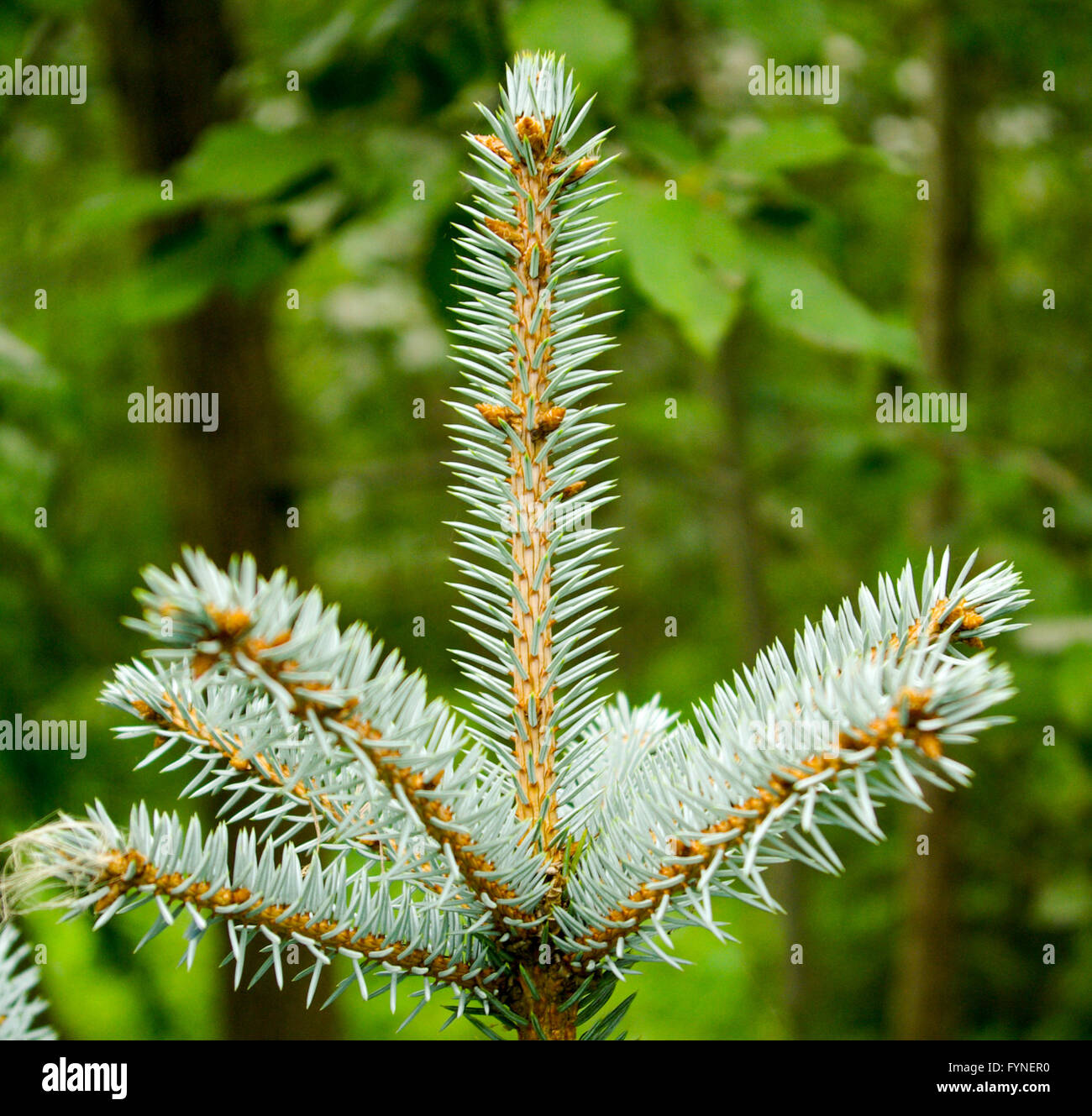 Beautiful green young tree in nature Stock Photo - Alamy