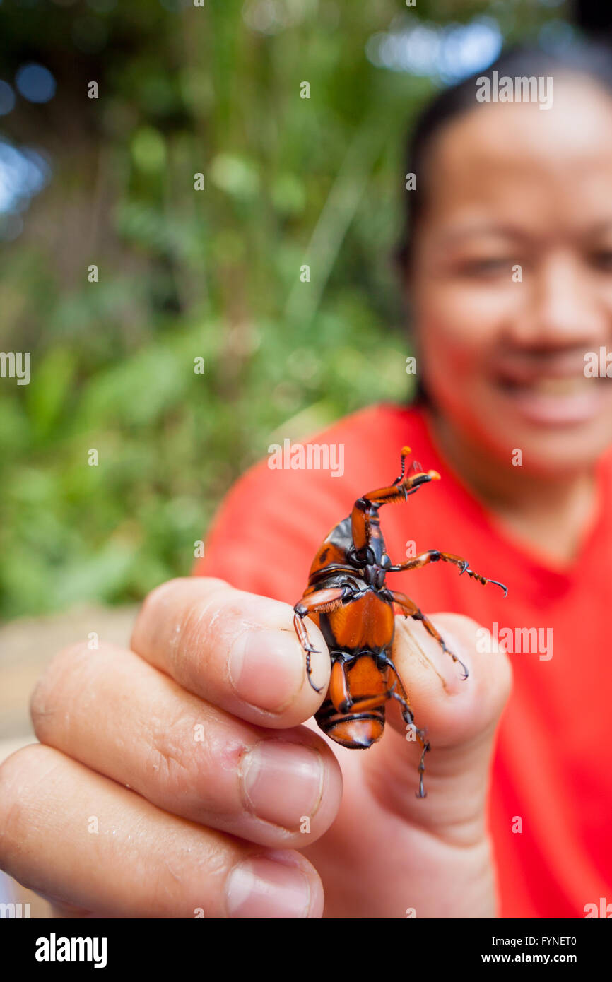 A girl holds a red palm weevil, Rhynchophorus ferrugineus, Sabah Borneo ...