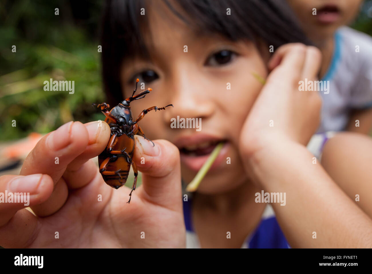 A girl holds a red palm weevil, Rhynchophorus ferrugineus, Sabah Borneo ...
