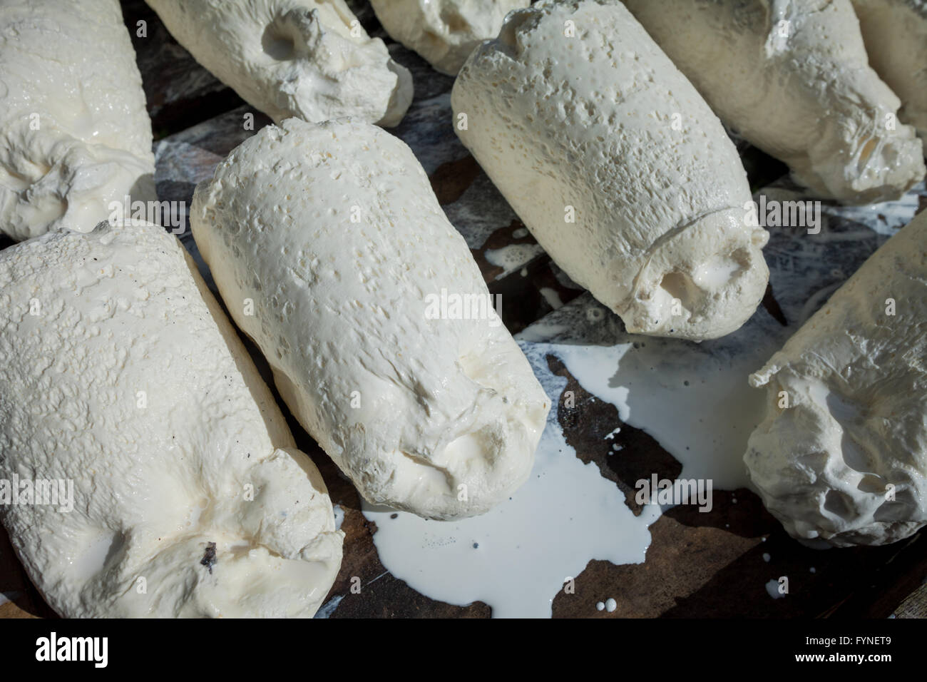 Natural rubber latex hi-res stock photography and images - Alamy