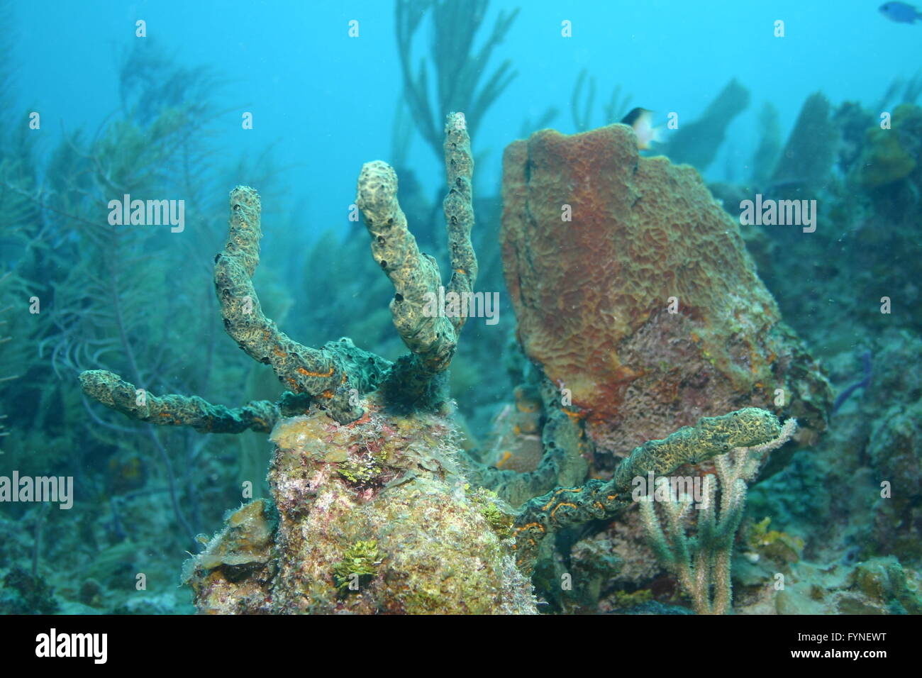 Cuba coral life underwater Stock Photo - Alamy