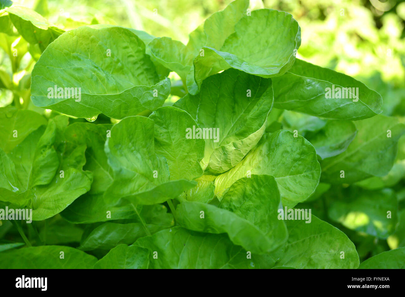 Amaranth amaranthus sp hi-res stock photography and images - Alamy