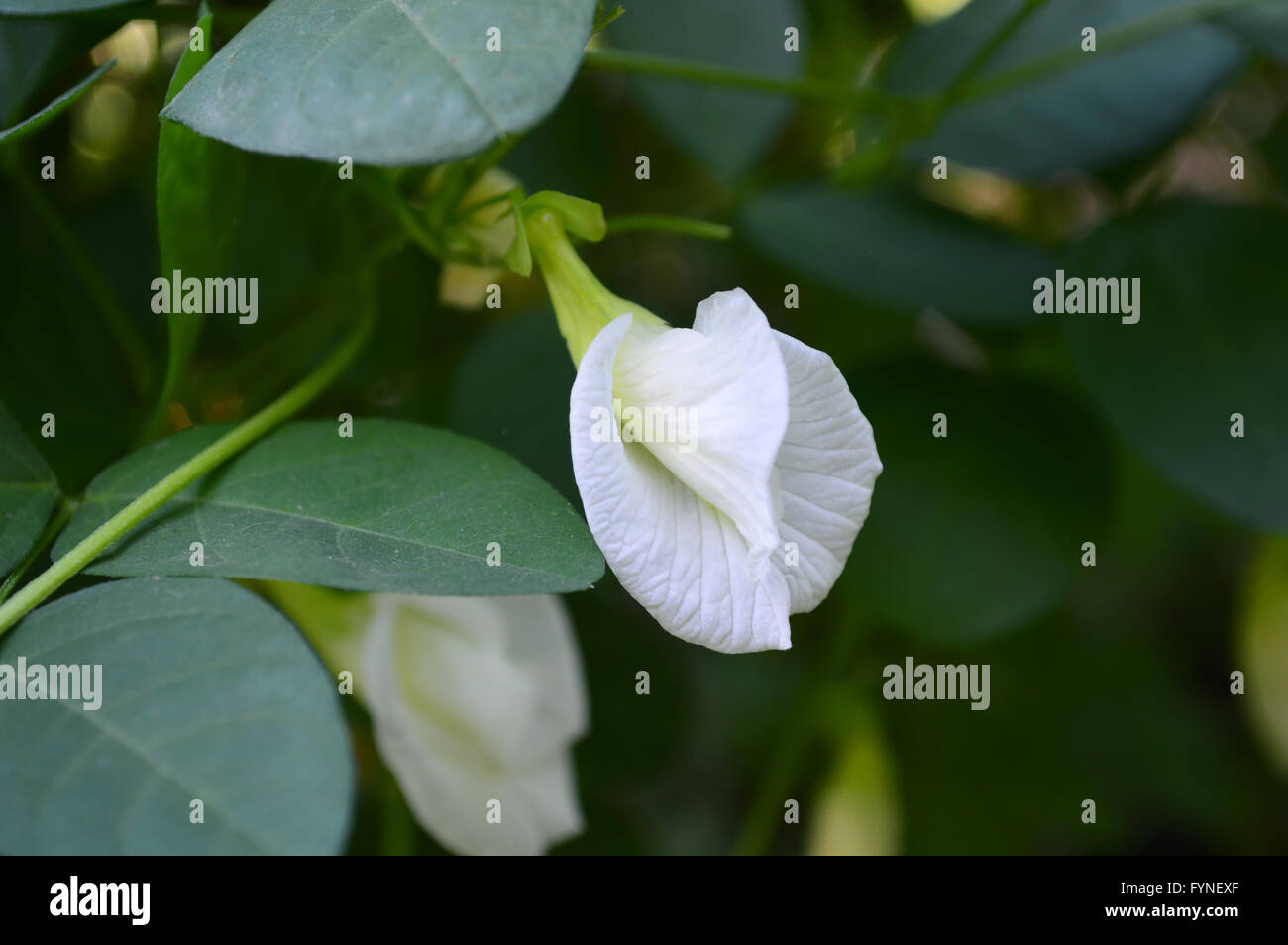 White Asian pigeonwings flower, Clitoria ternatea, Family Fabaceae ...