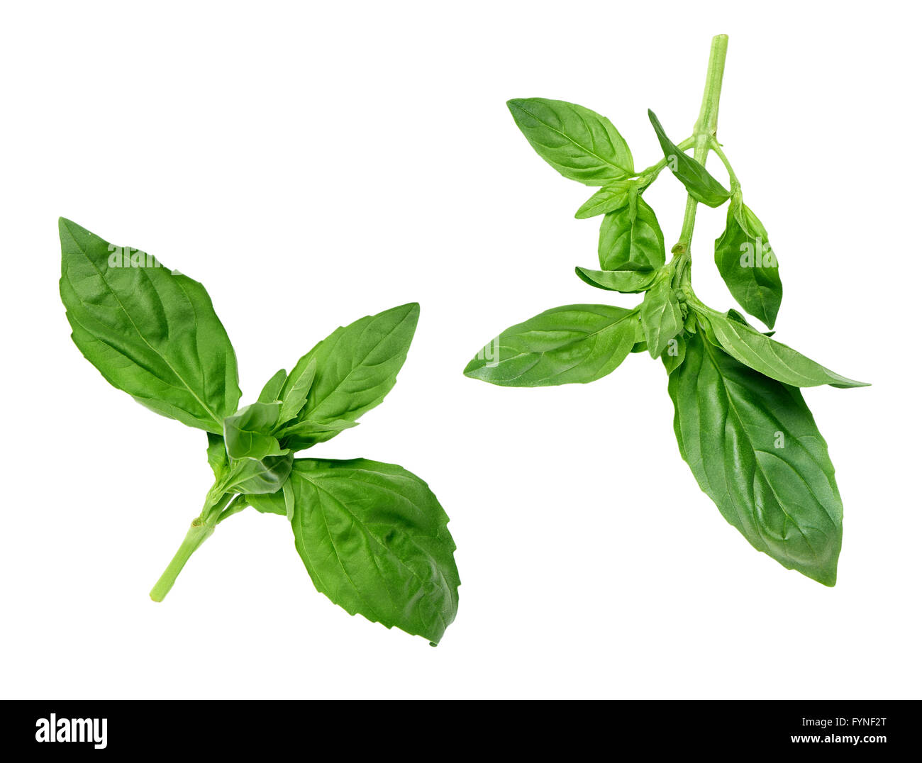 two pair of green basil leaves isolated on a white background without ...