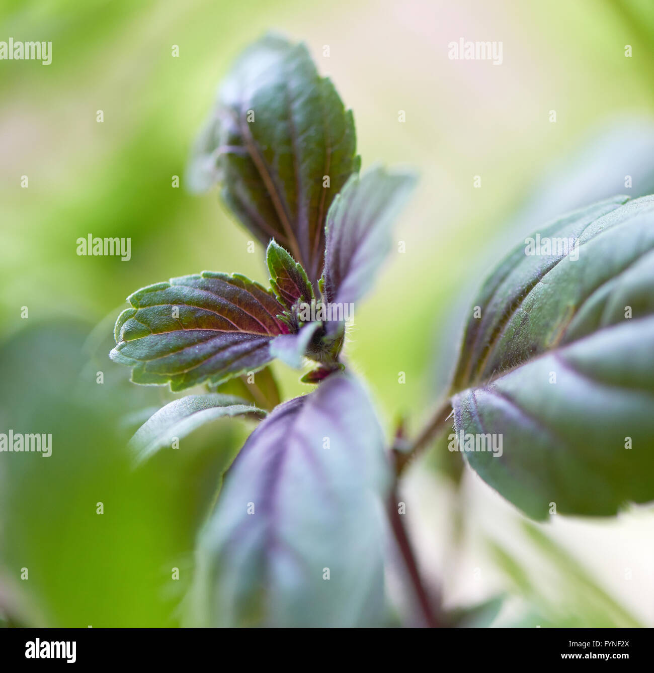 Still growing basil plant with green leaves and purple accents ...