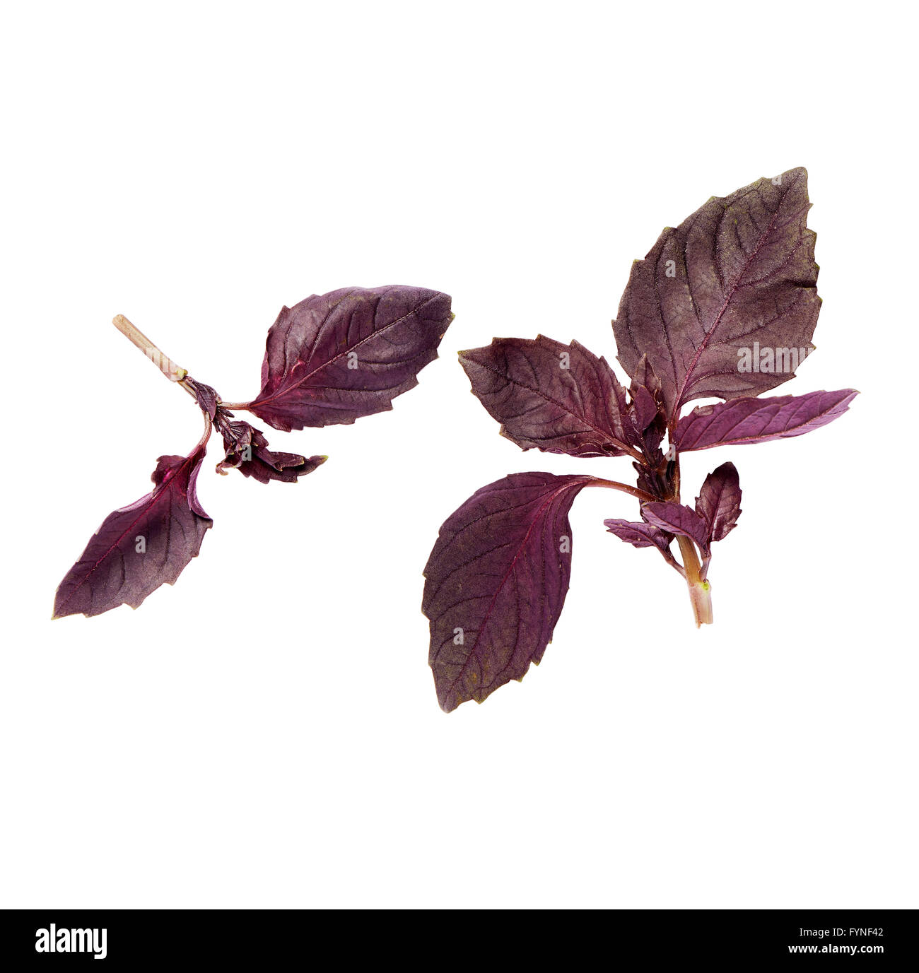 purple basil leaves on a white background with a soft shadow Stock ...