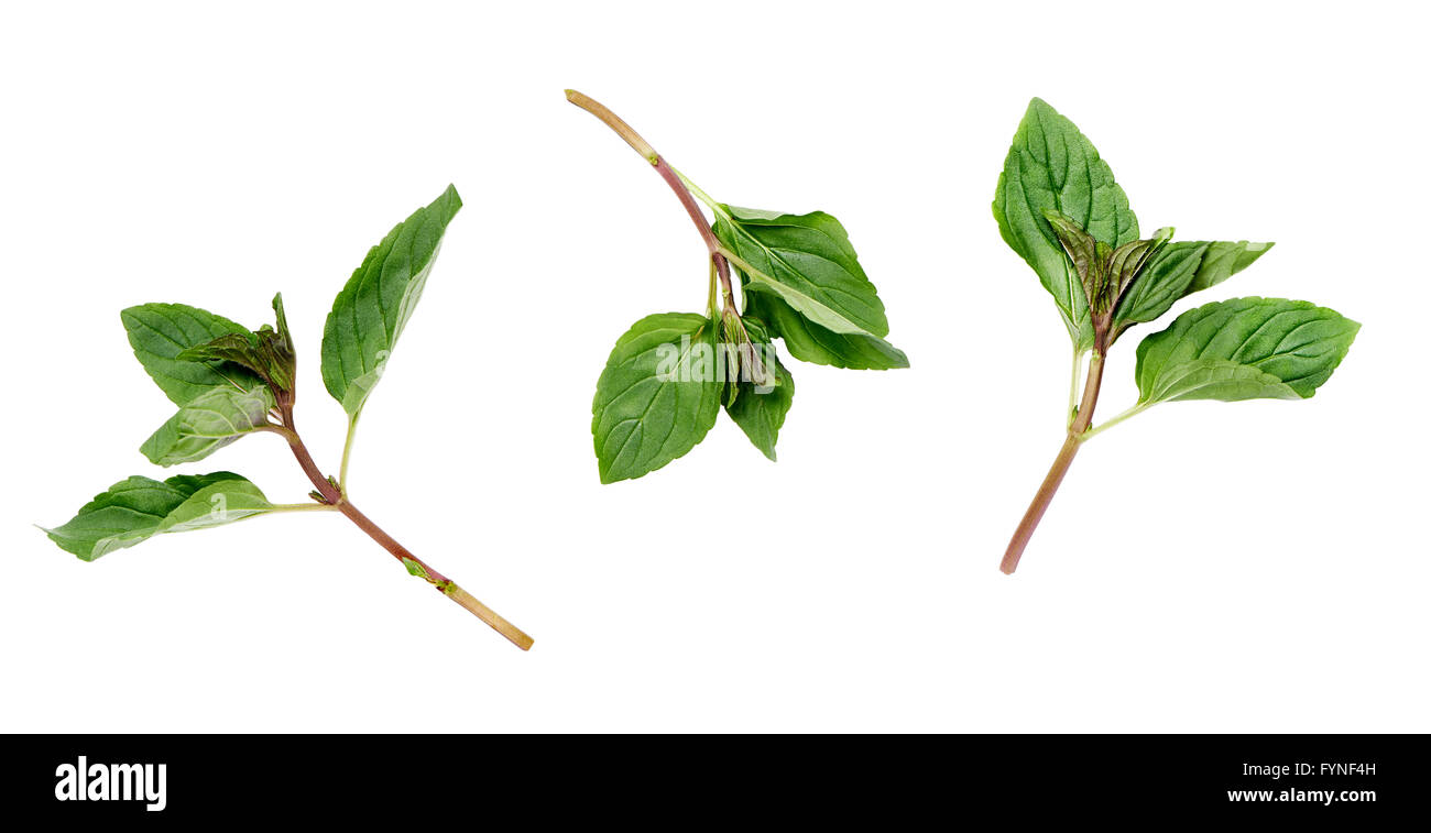 three peppermint branches on a white background Stock Photo - Alamy