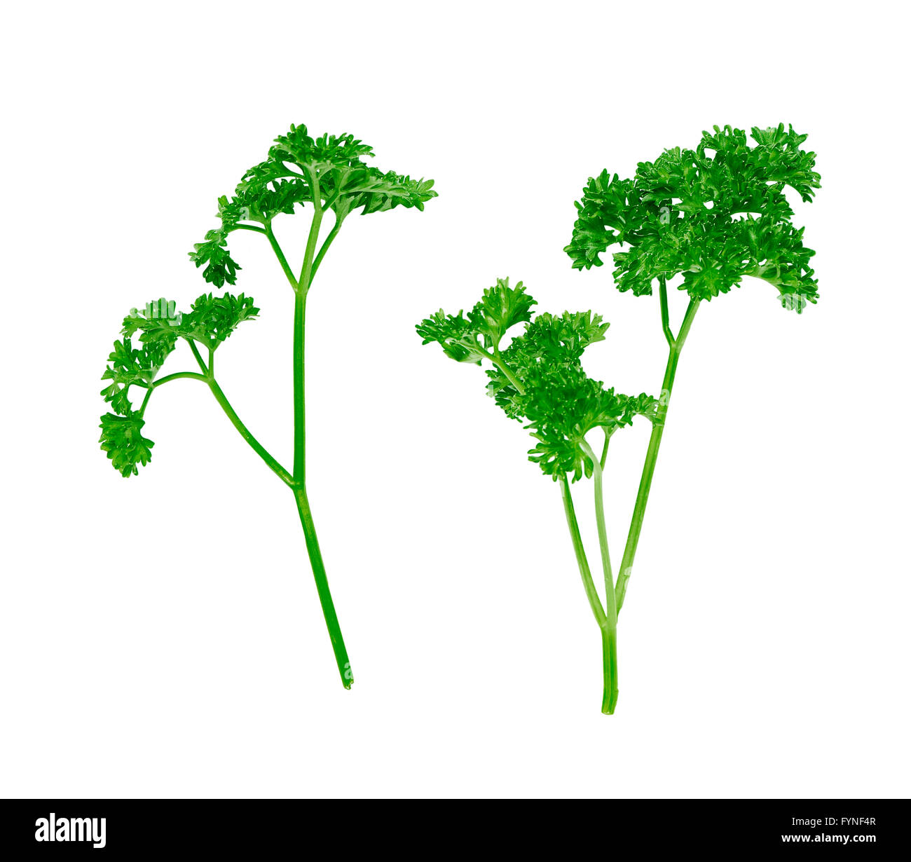 Curly parsley hi-res stock photography and images - Alamy