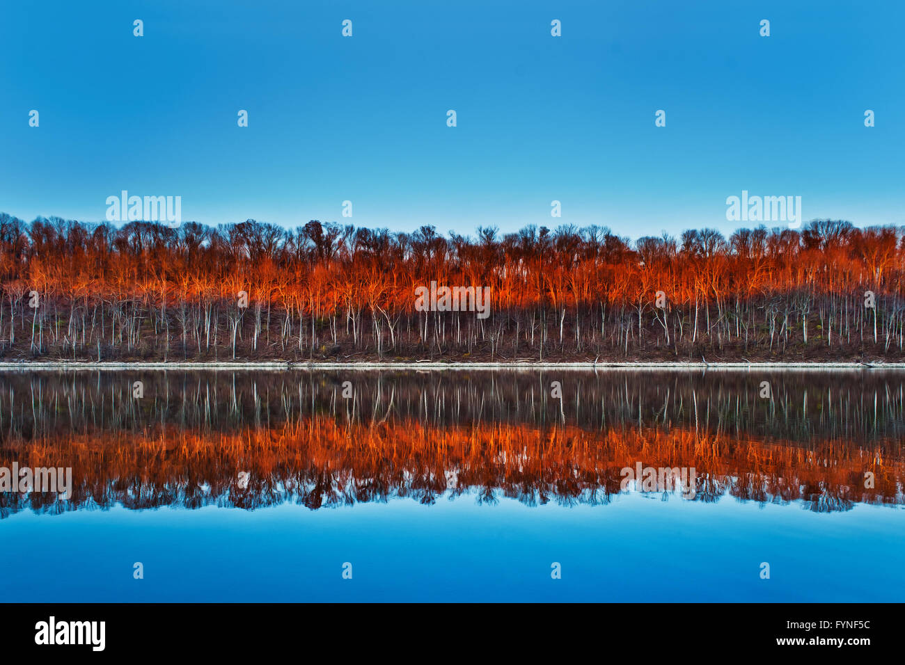 A colorful tree-line in the setting autumn sun reflected in water Stock ...