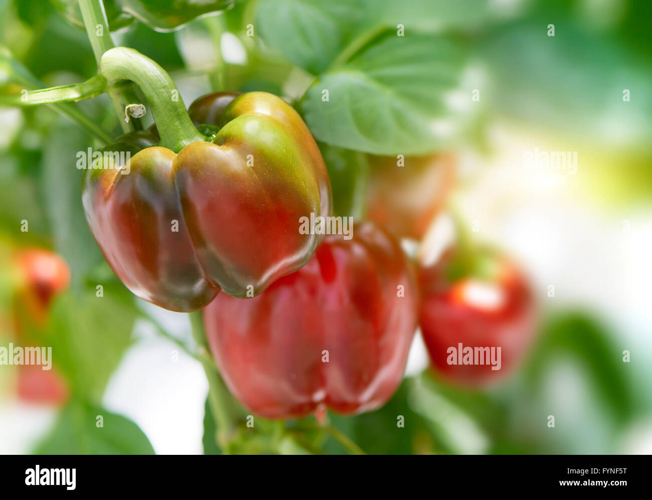 Cluster of red sweet bell peppers or capsicum growing on a plant ...