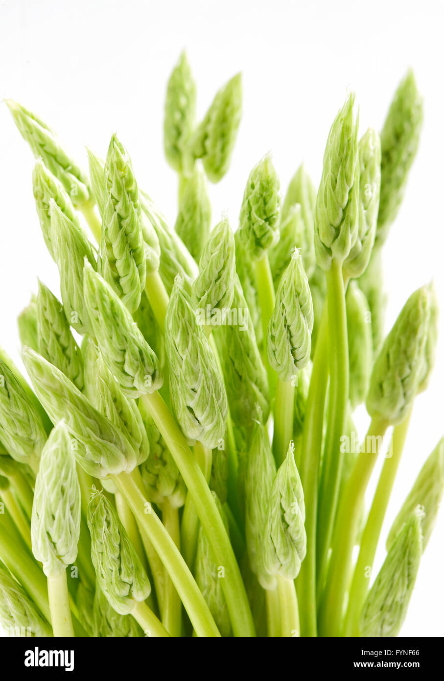 Close Up View - Bunch of Fresh Young Asparagus Spears with Focus on ...