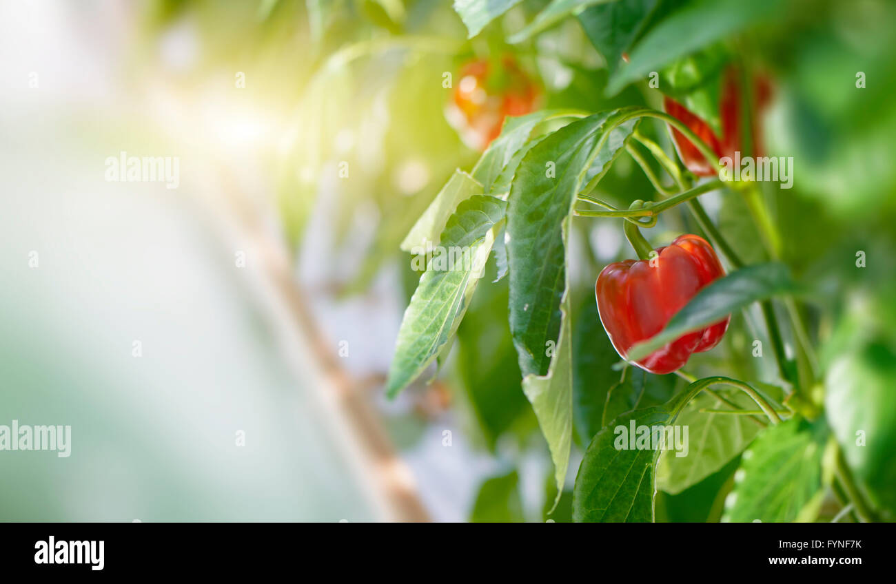 Small red bell peppers or capsicum growing on a plant outdoors in a ...