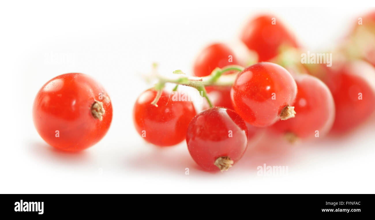 Single ripe red currant close up with a bunch in the background over a ...