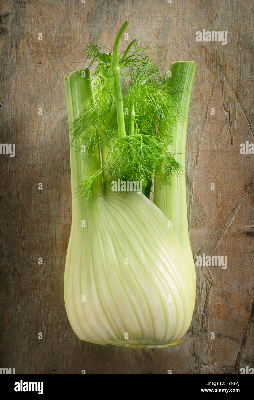 The bulbous edible stalk of fresh fennel pictured whole from the front ...