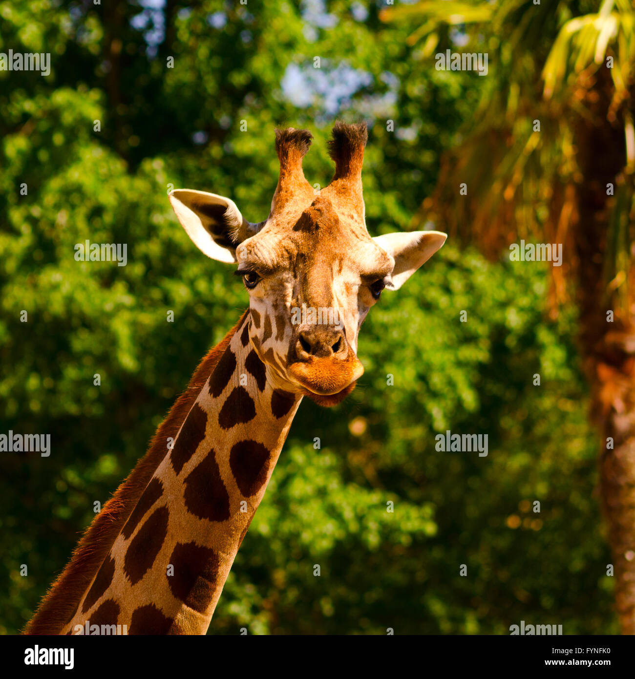 Giraffe and grass hi-res stock photography and images - Alamy