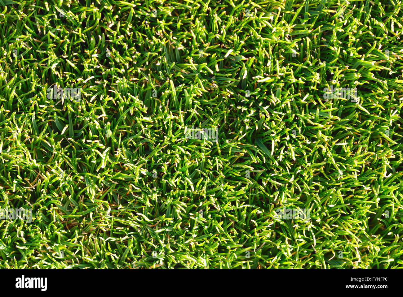natural grass texture Stock Photo - Alamy