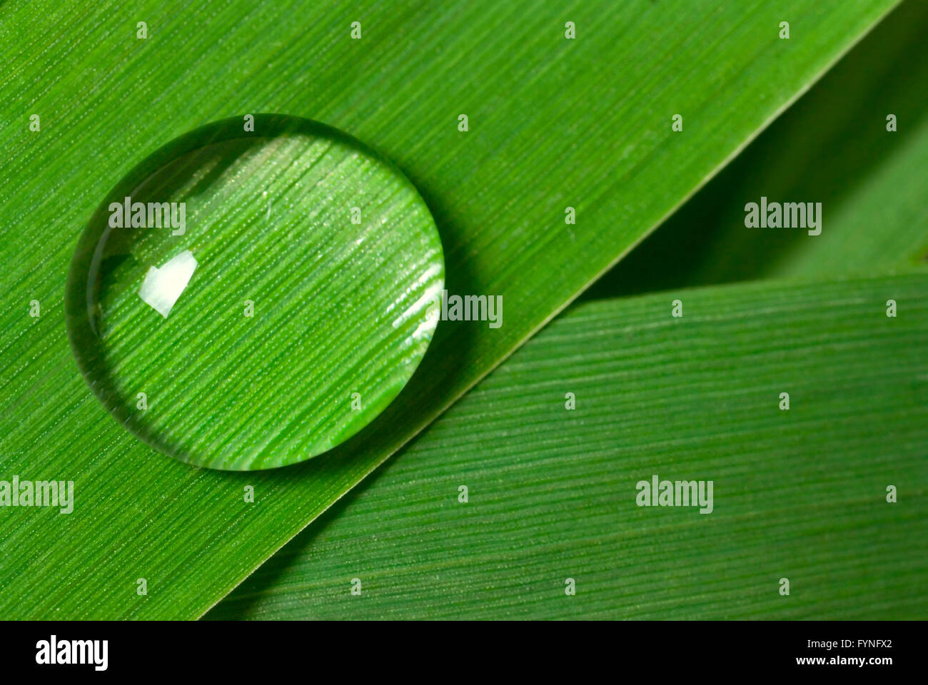 water drop on a leaf Stock Photo - Alamy