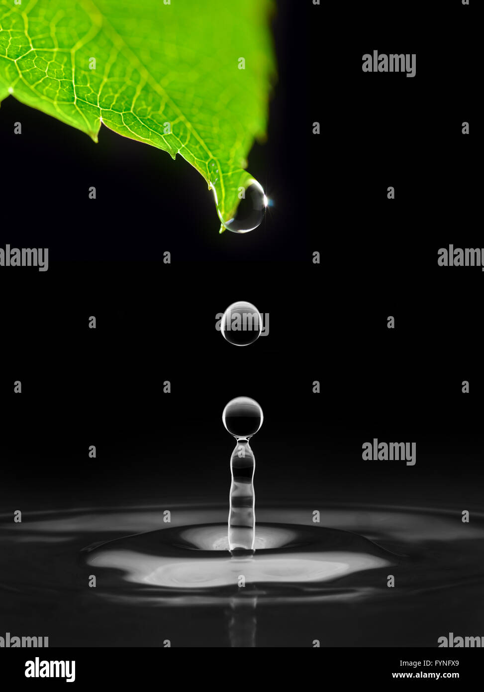 water drops falling down from green leaf, isolated on black Stock Photo ...