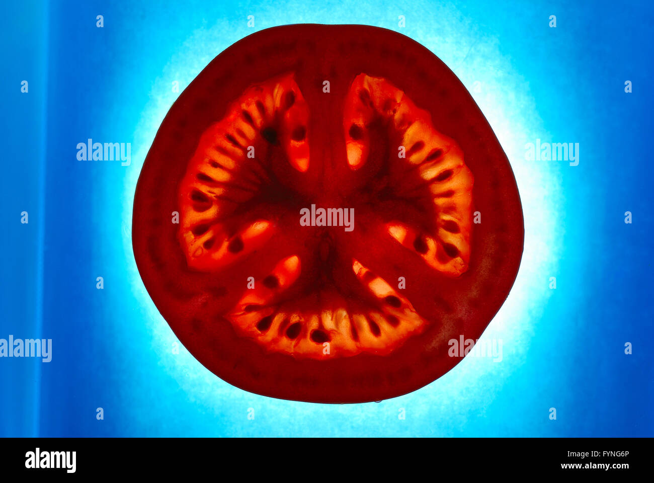 illuminated tomato slice on blue paper background Stock Photo - Alamy