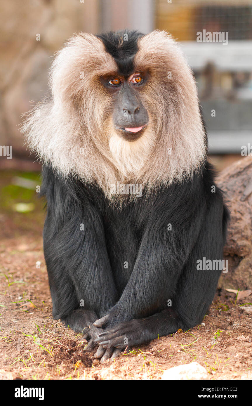Black monkey full body hi-res stock photography and images - Alamy