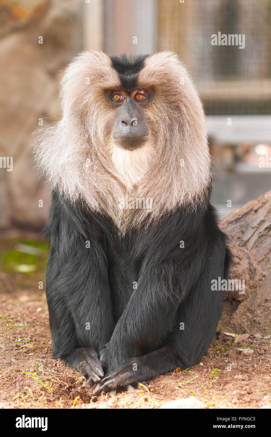 Black monkey full body hi-res stock photography and images - Alamy