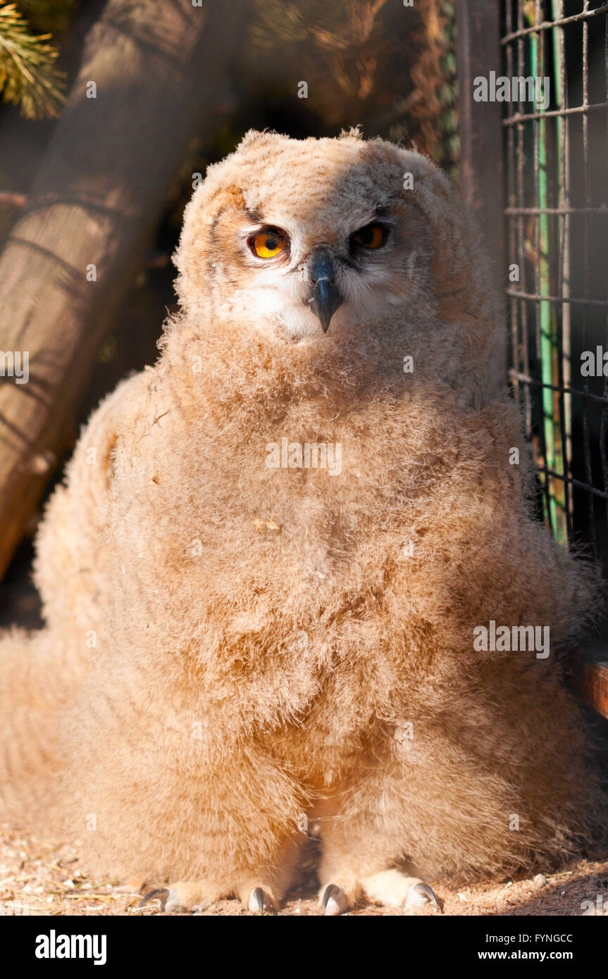 Bubo bubo sibiricus Stock Photo - Alamy