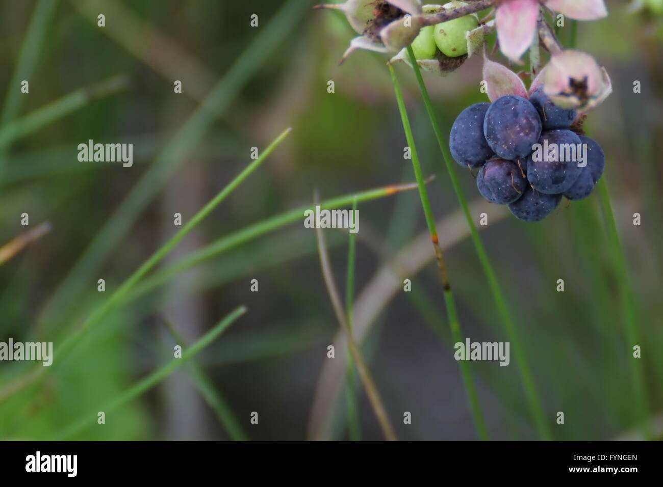 European dewberry (Rubus caesius) fruit Stock Photo - Alamy