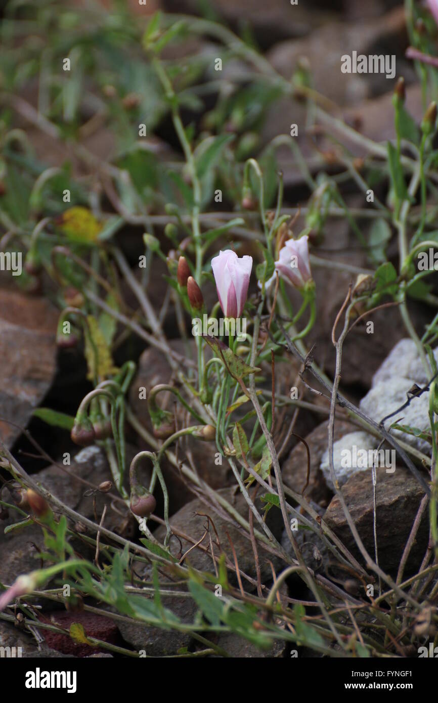 Field bindweed (Convolvulus arvensis) growing on gravel rocks Stock ...