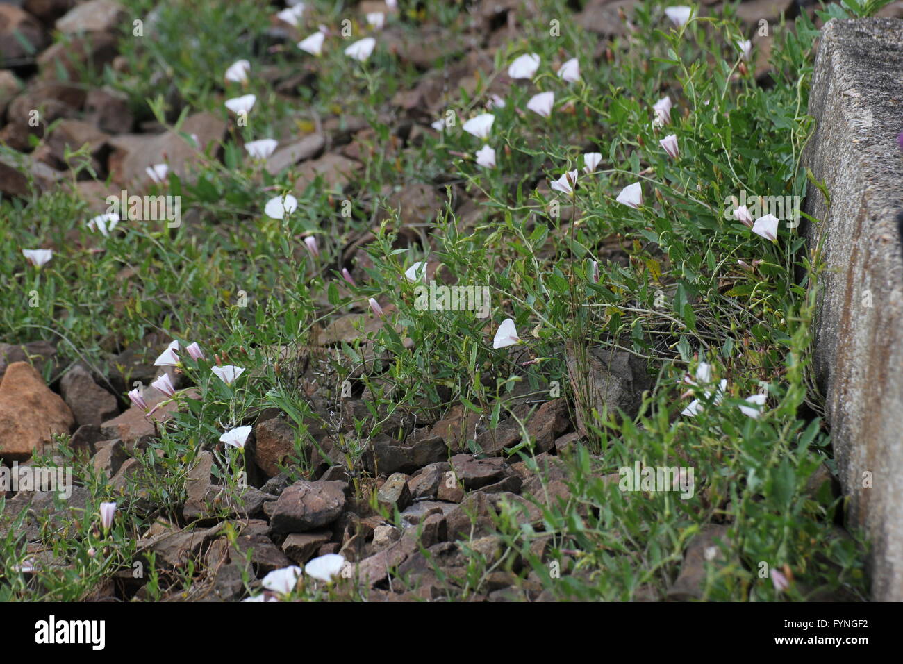 Field bindweed (Convolvulus arvensis) growing on gravel rocks Stock ...