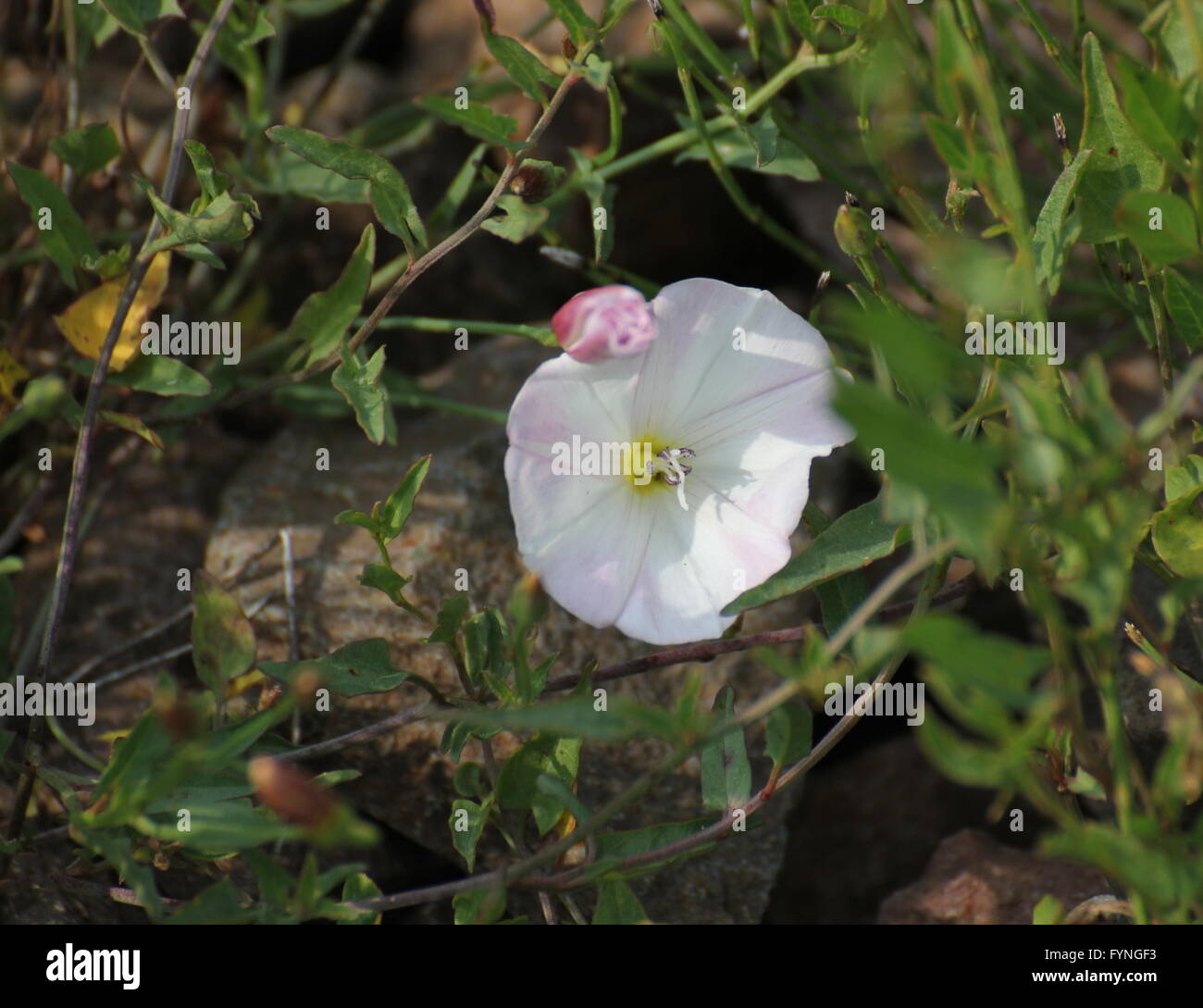 Field bindweed (Convolvulus arvensis) growing on gravel rocks Stock ...