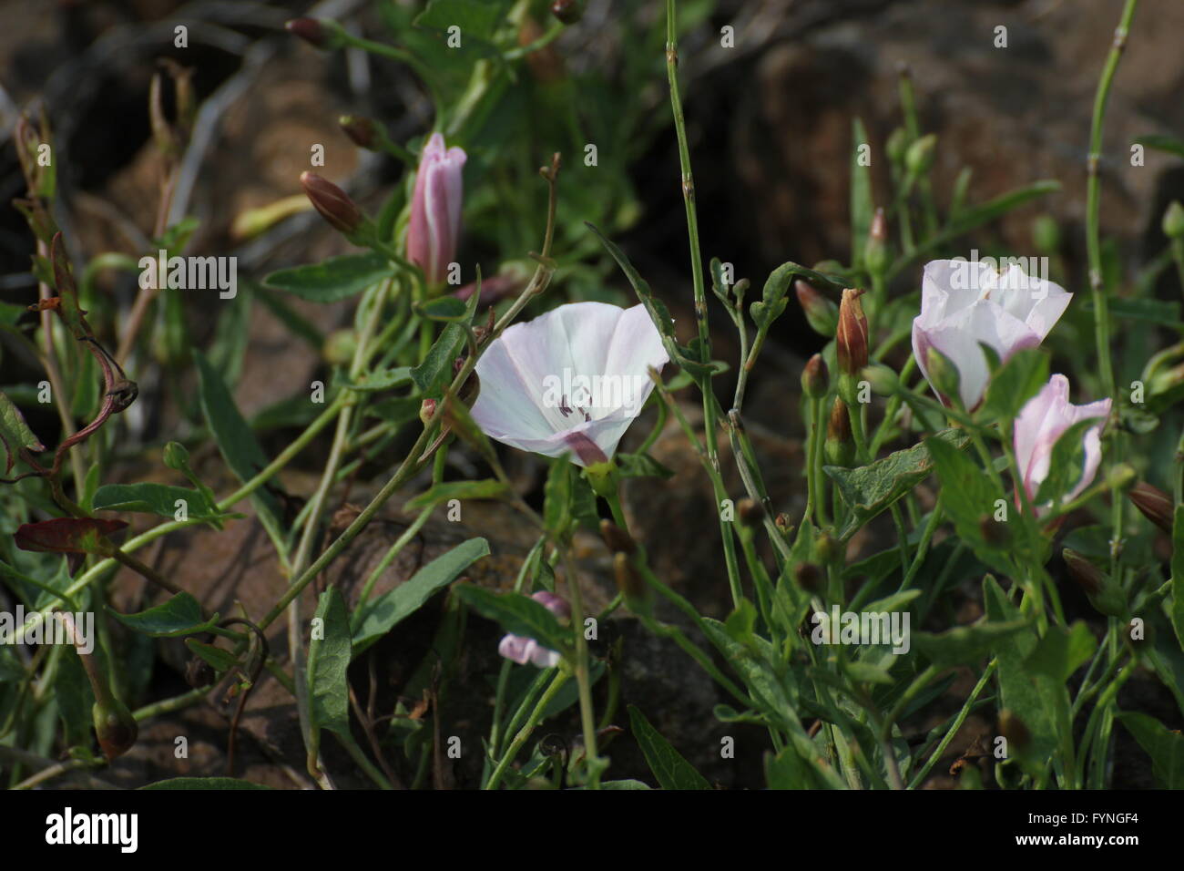 Field bindweed (Convolvulus arvensis) growing on gravel rocks Stock ...