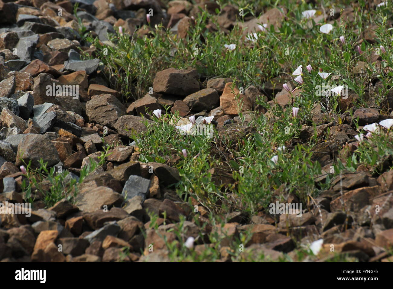 Field bindweed (Convolvulus arvensis) growing on gravel rocks Stock ...