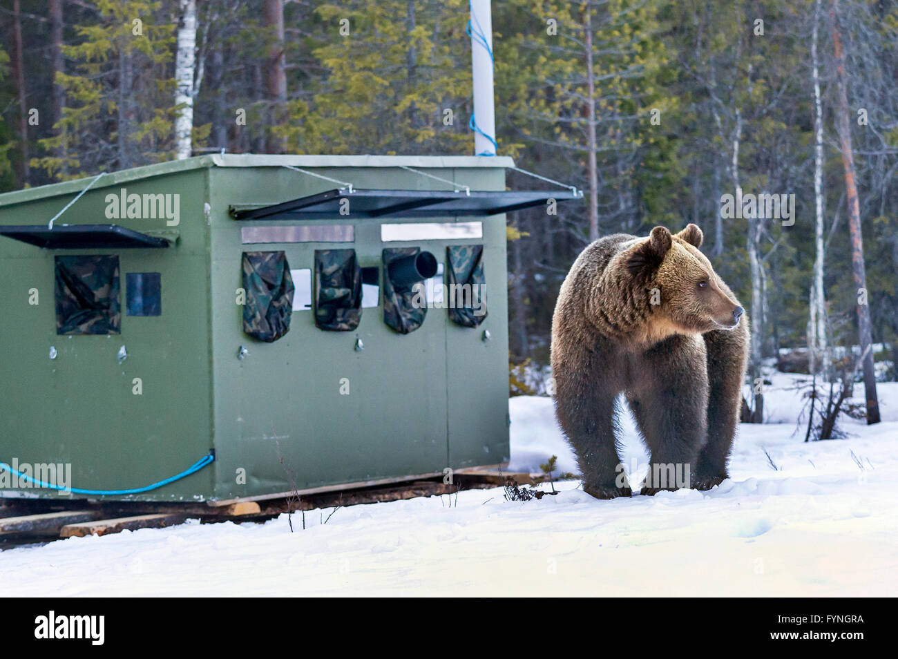 Bear finland hide hi-res stock photography and images - Alamy