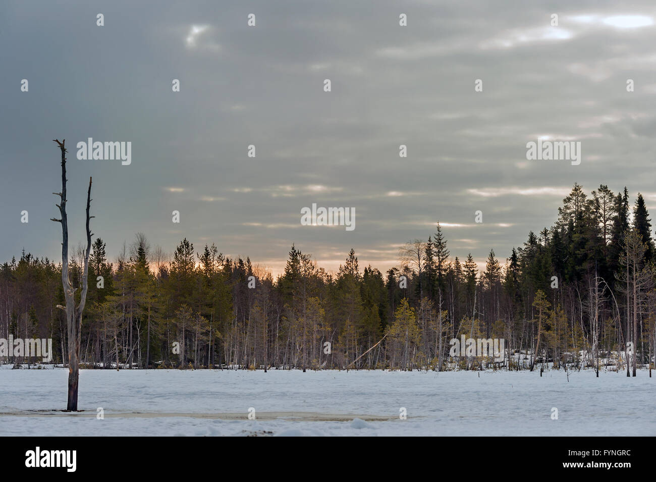 Sunset on the Finnish taiga Stock Photo - Alamy