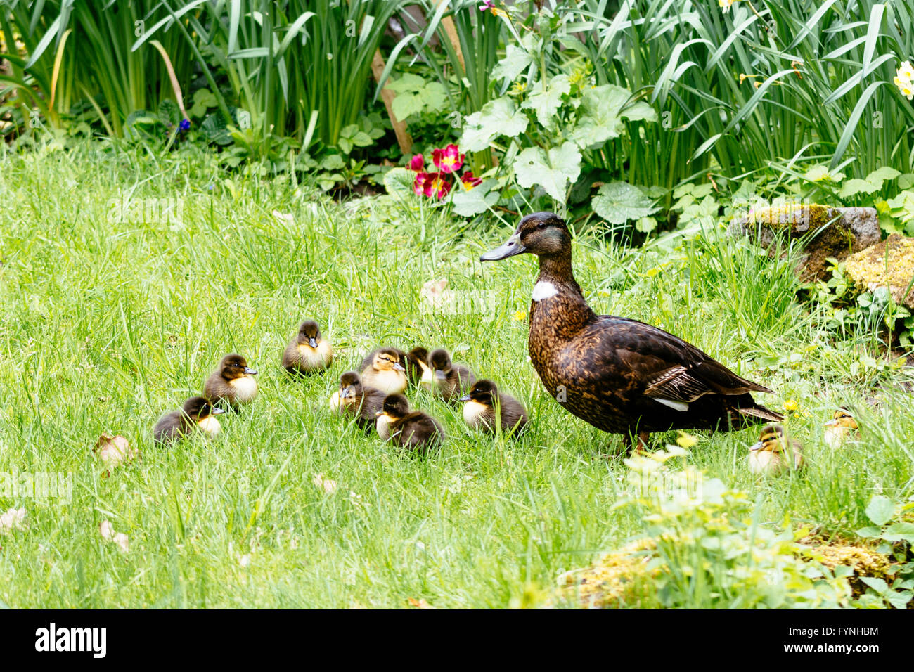 Mallard duck taking her ducklings on a tour through the garden Stock ...
