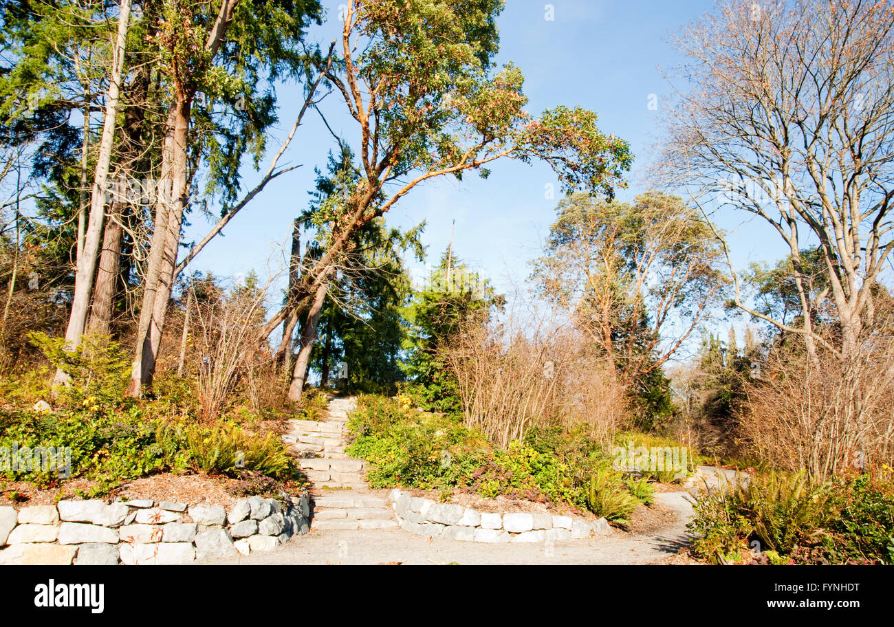 Steps and pathway in the Washington Park Arboretum Stock Photo - Alamy