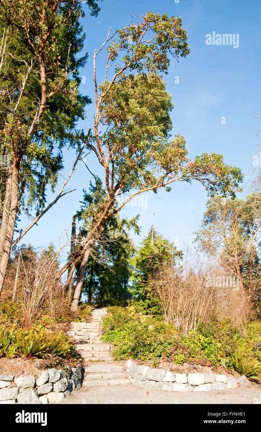 Steps and pathway in the Washington Park Arboretum Stock Photo - Alamy