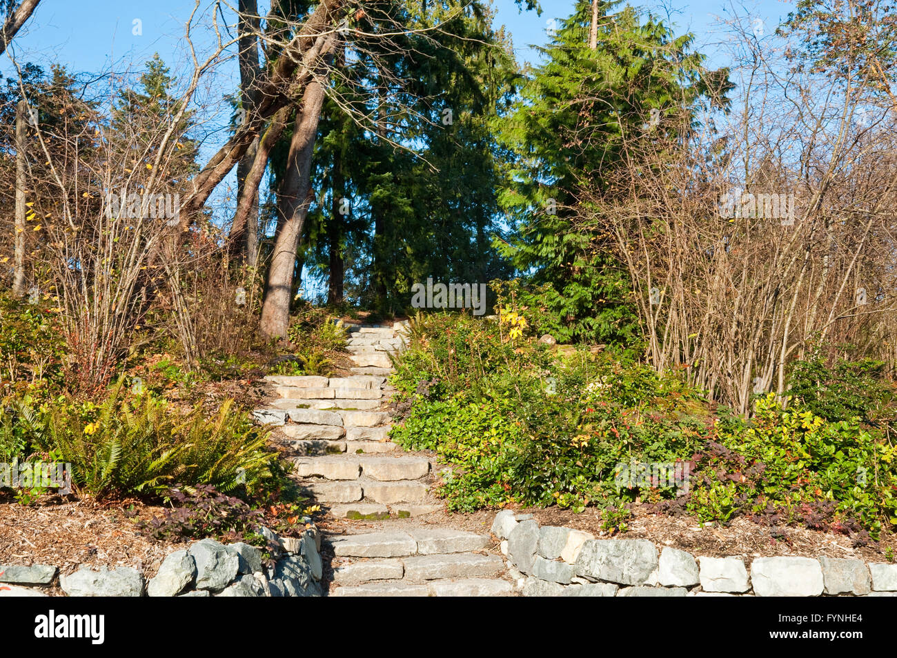 Steps and pathway in the Washington Park Arboretum Stock Photo - Alamy