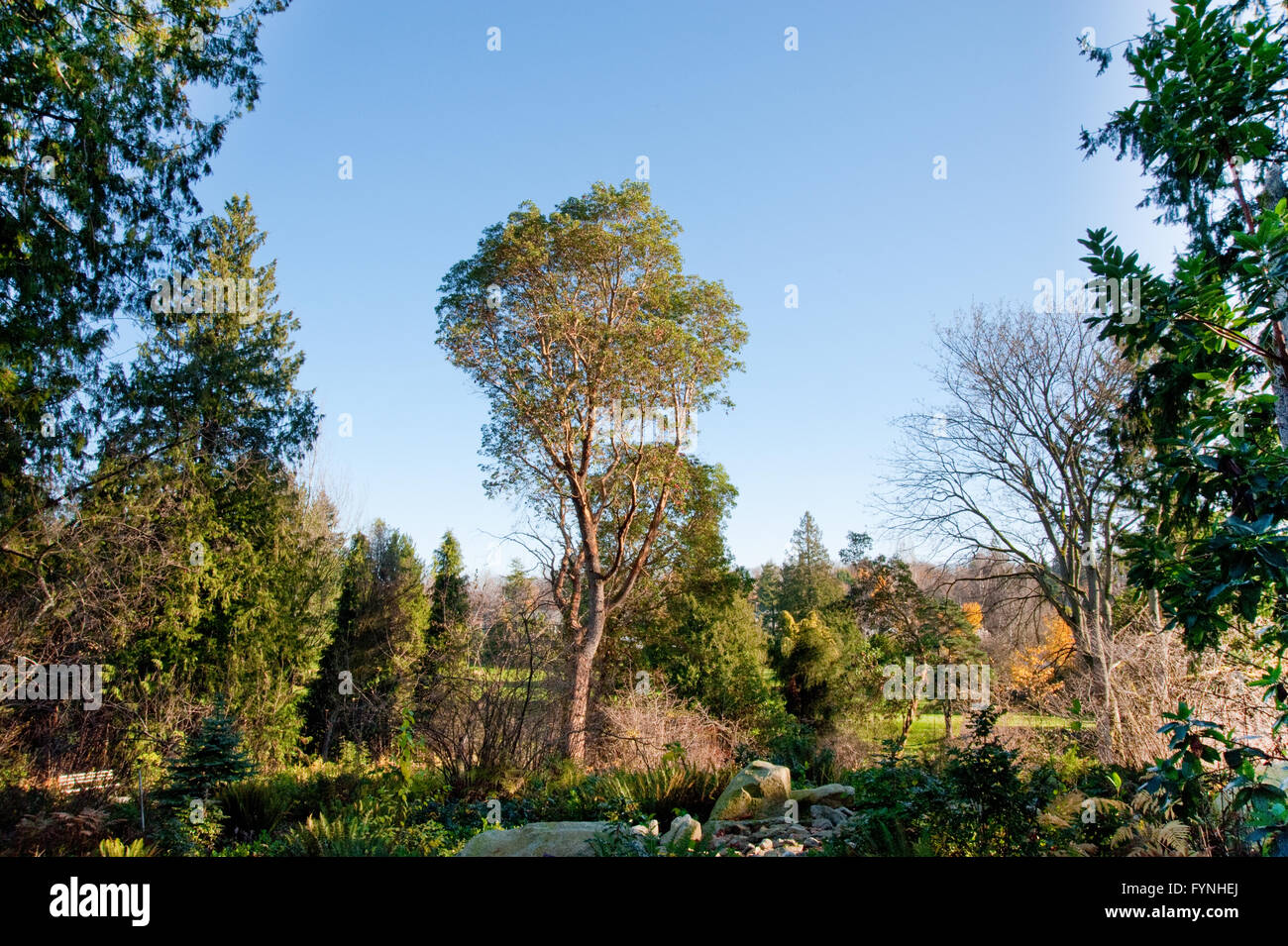 Washington Park Arboretum in Seattle Stock Photo - Alamy