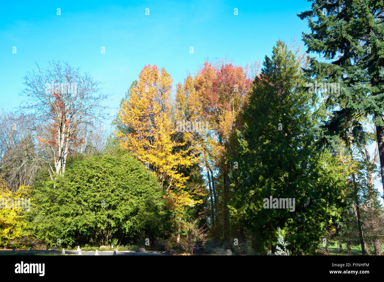 Washington Park Arboretum in Seattle Stock Photo - Alamy