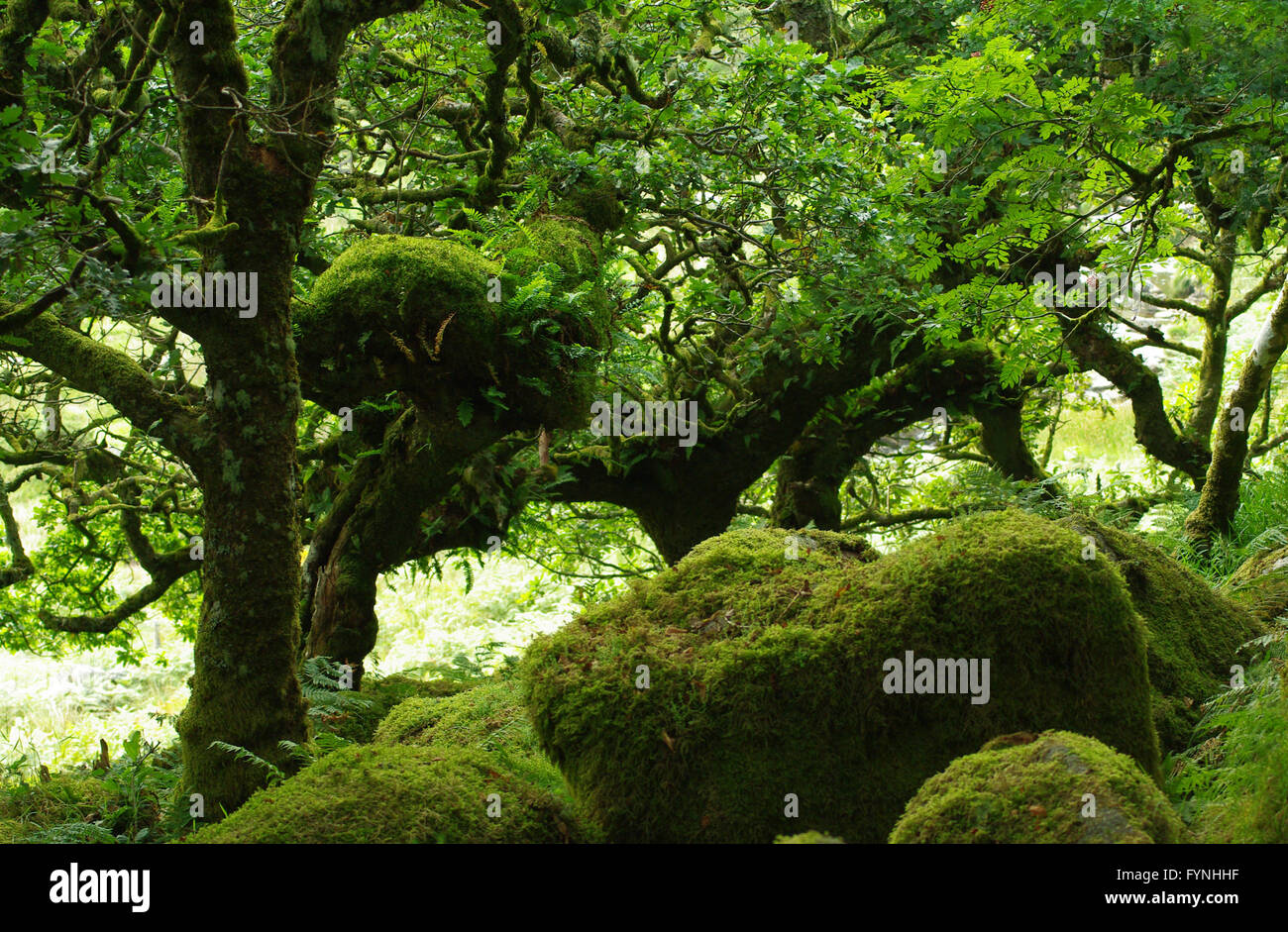 Rowan trees uk wood hi-res stock photography and images - Alamy