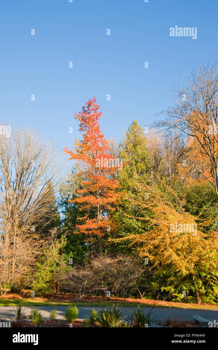 Wa seattle washington park arboretum hi-res stock photography and ...