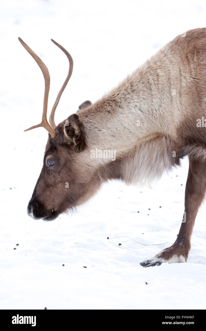 Domesticated reindeer hi-res stock photography and images - Alamy