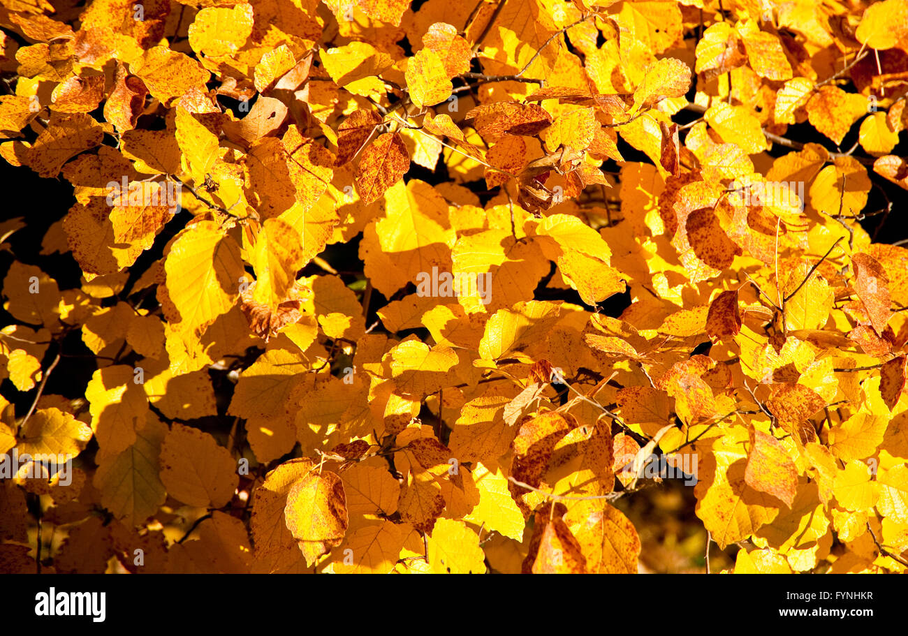 Fall leaves washington park arboretum hi-res stock photography and ...