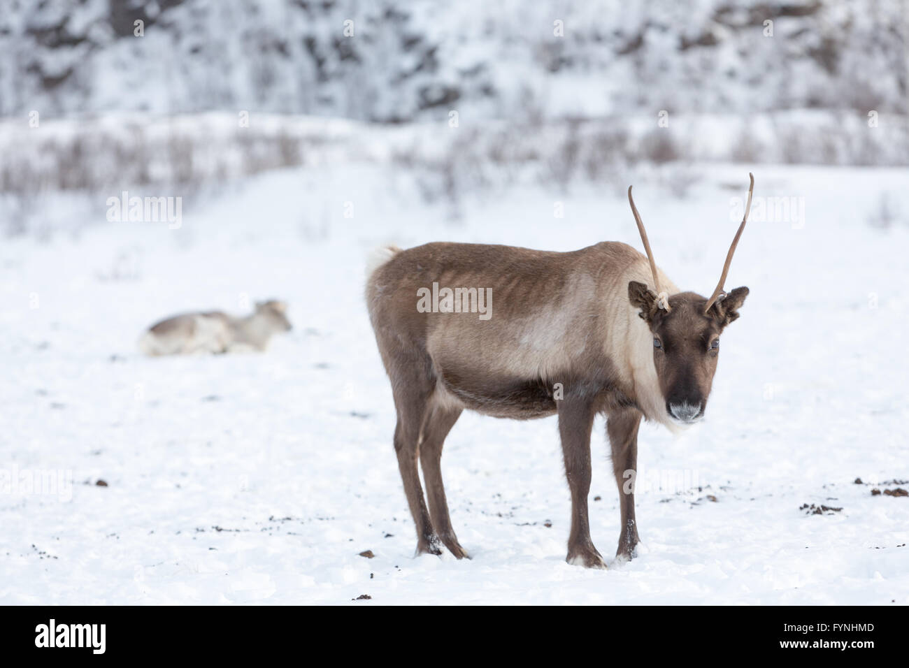 Domesticated animal in winter hi-res stock photography and images - Alamy