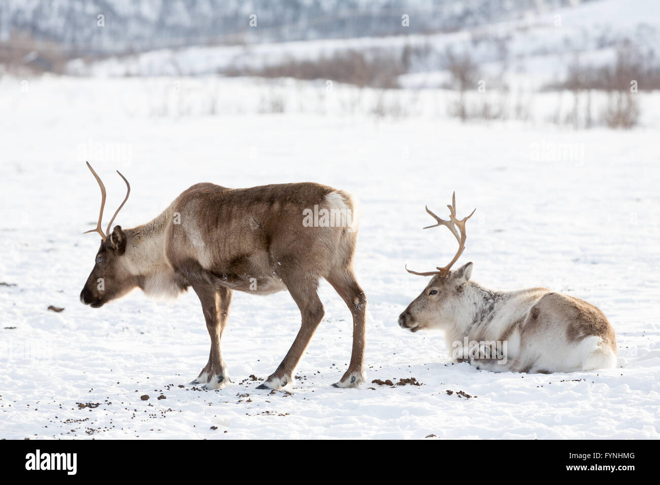 Reindeer in Winter Stock Photo - Alamy